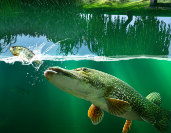 Fishing Simulator 2019 Game Play Online for Free